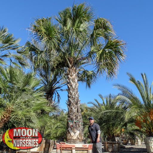 Bring the Tropics to Texas with Sabal Palms