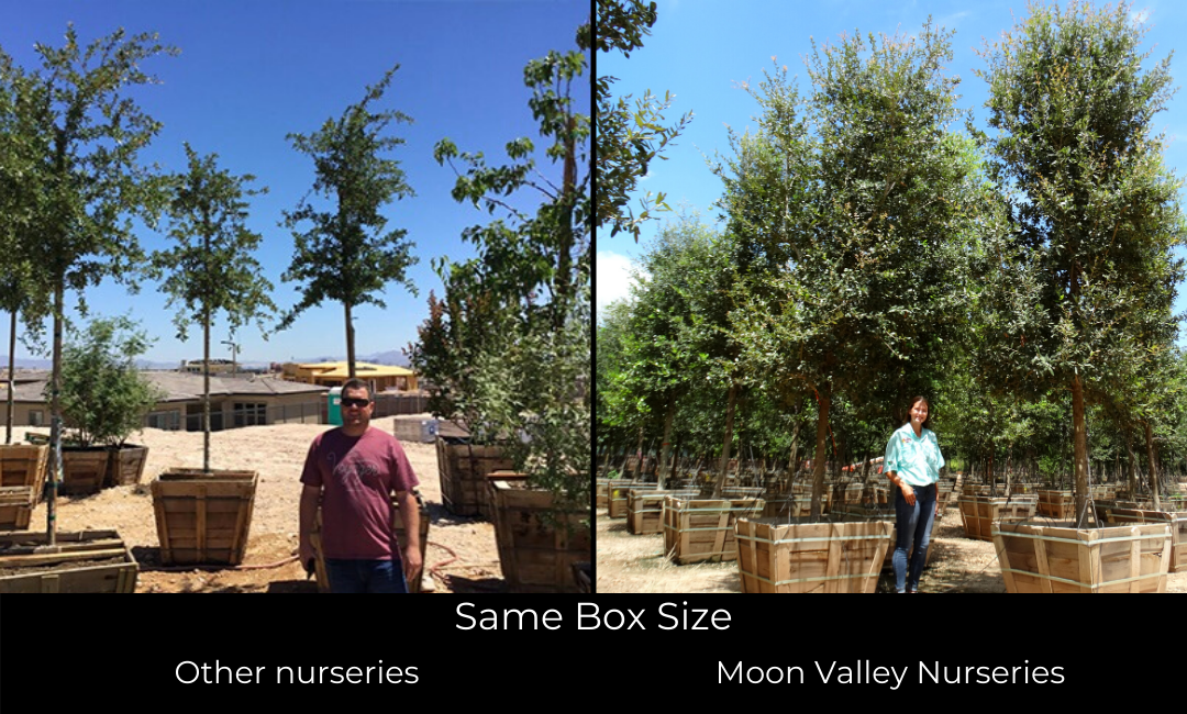 WHY BOX TREES ARE BETTER THAN FIELD DUG TREES