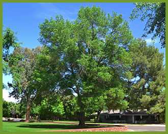 Grow Your Legacy Tree Today