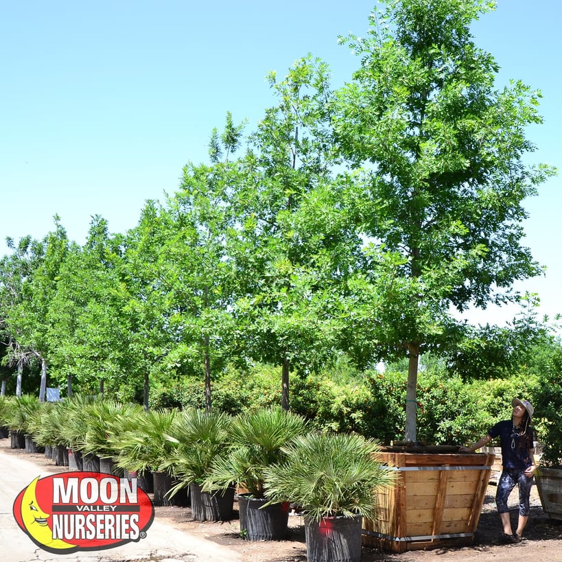 3 Reasons to Plant Trees in the Fall