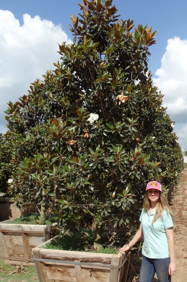 The Southern Magnolia - A Crown Jewel Texas Tree