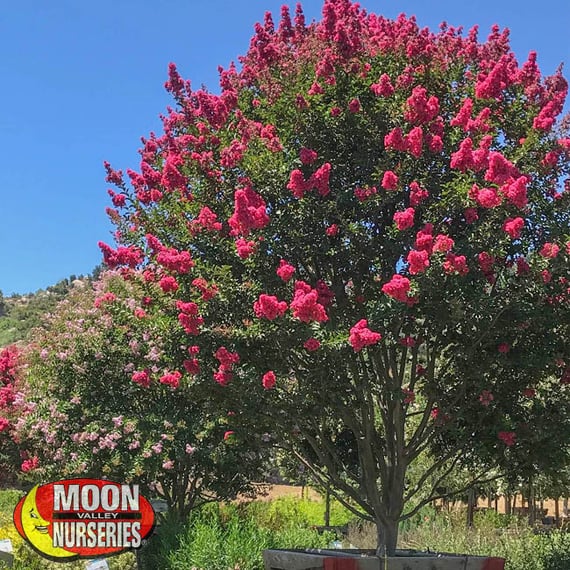 The Best Flowering Desert Trees for Nevada
