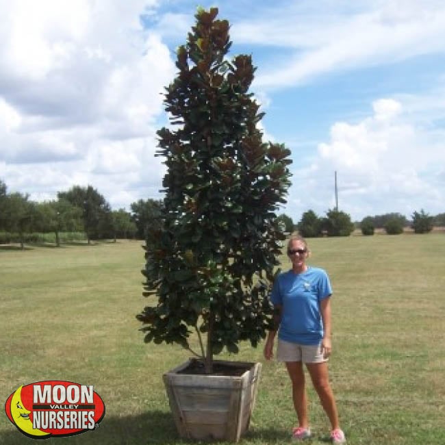 Magnolia Trees: 7 Elegant Magnolias for Any Texas Landscape