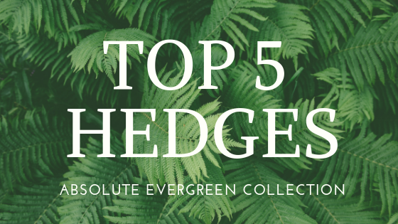 Top 5 Evergreen Hedges For Houston