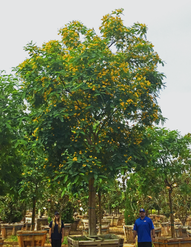 Our 10 Favorite Flowering Trees For Summer