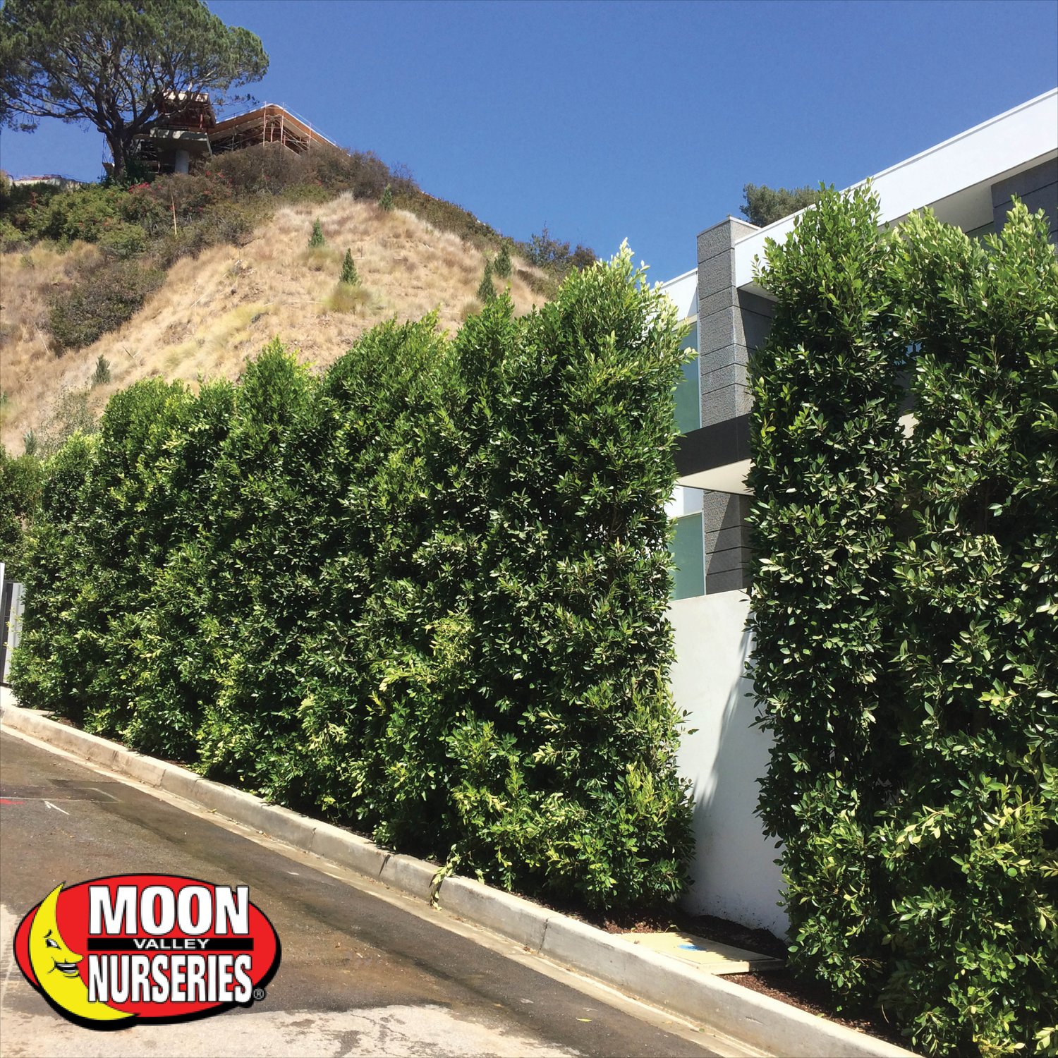 Tackle Your Landscaping Issues [Blocking Noise and Unsightly Areas]