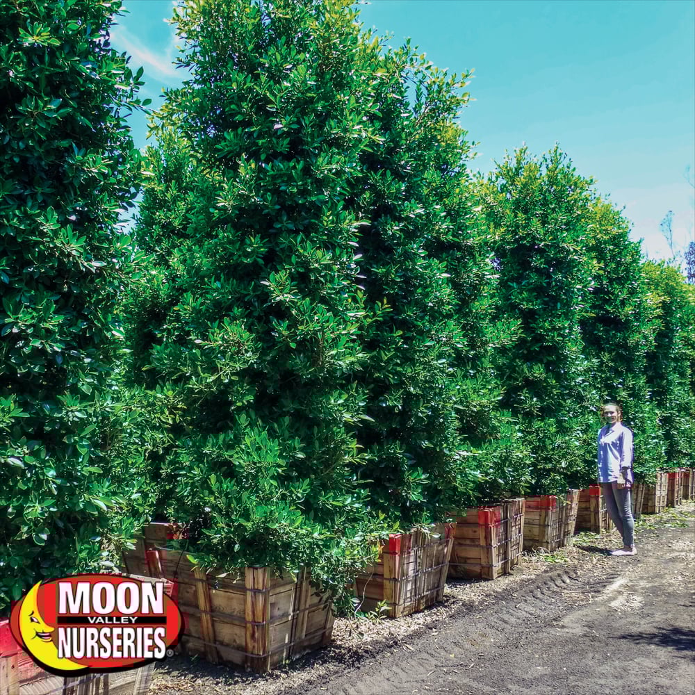 How to Build Hollywood Style Hedges in Arizona