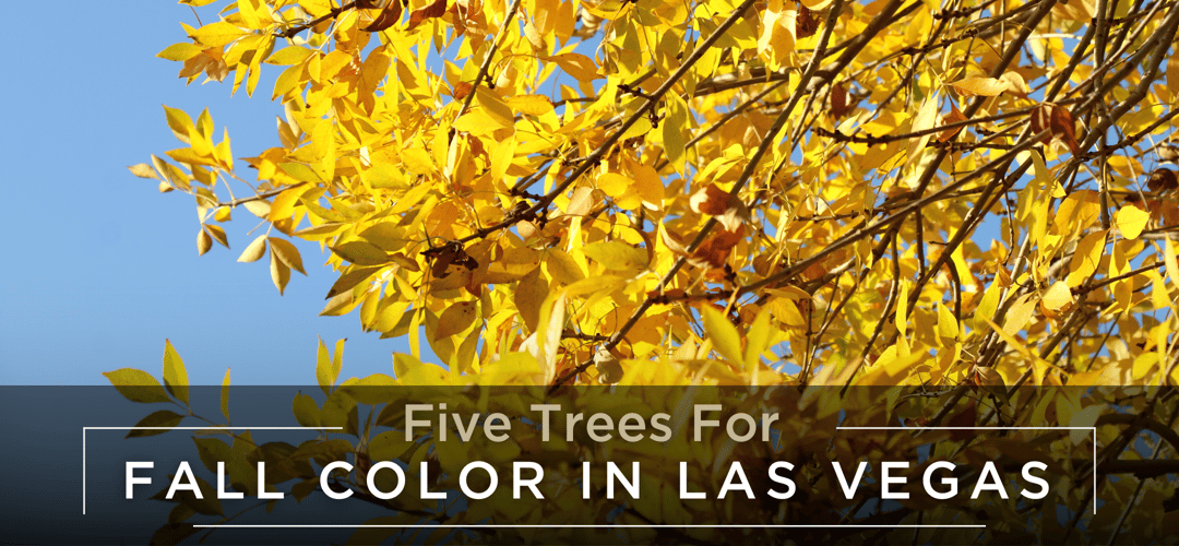 Five Trees for Fall Colors in Las Vegas