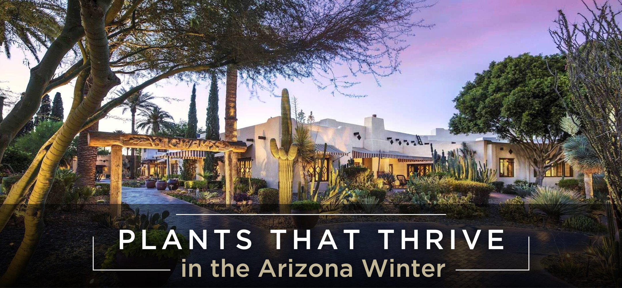 Plants that Thrive in the Arizona Winter