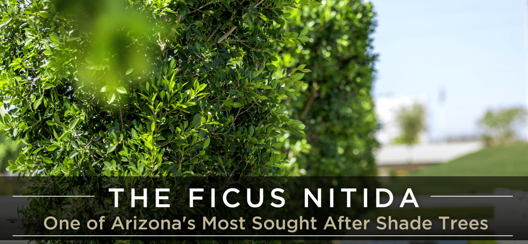 The Ficus Nitida: One of Arizona's Most Sought After Shade Trees