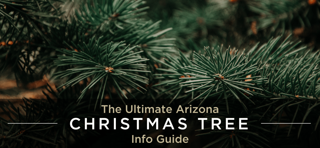 The Ultimate Arizona Christmas Tree Info Guide