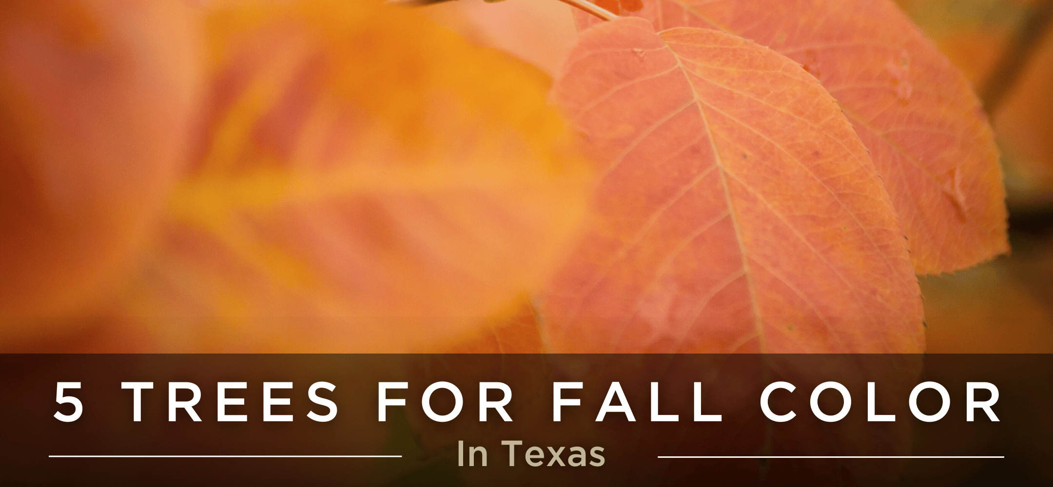 Five Trees for Fall Colors in Texas