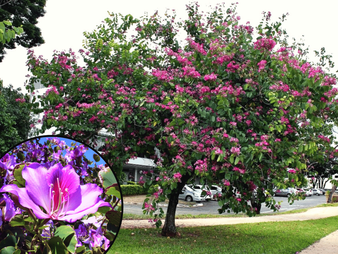The 5 Best Purple Flowering Trees for Texas