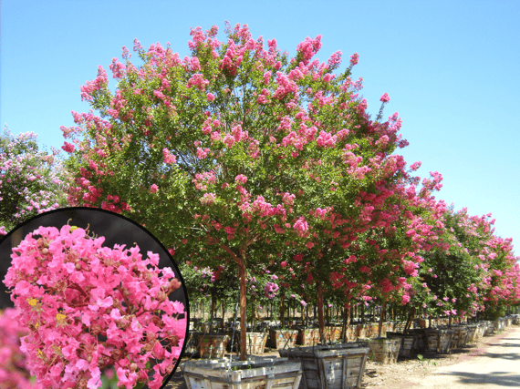The Best Pink Flowering Trees