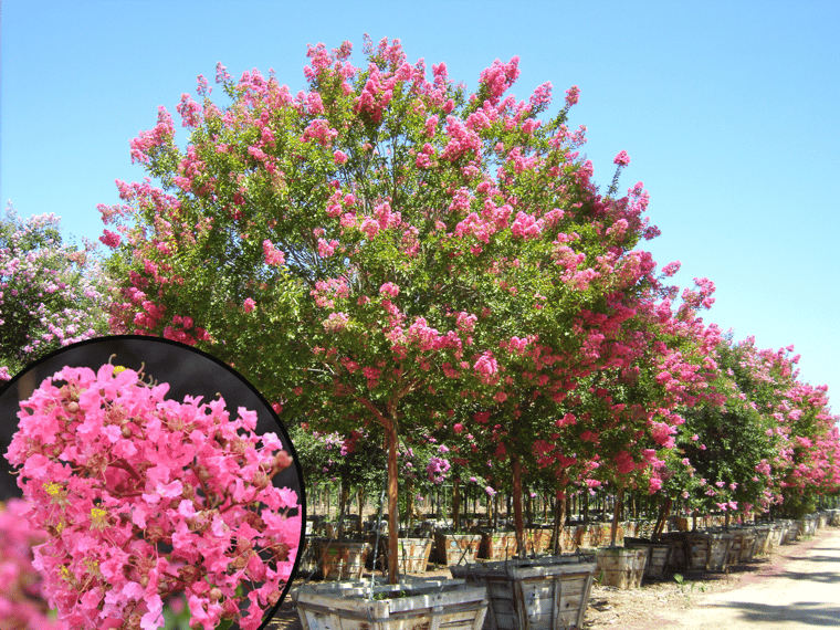 The Best Pink Flowering Trees