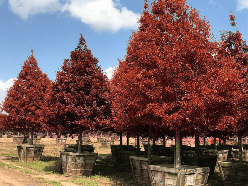 The 5 Best Fall Color Trees for Houston
