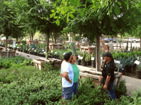 How to Pick The Right Trees for Your Yard or Landscape Project