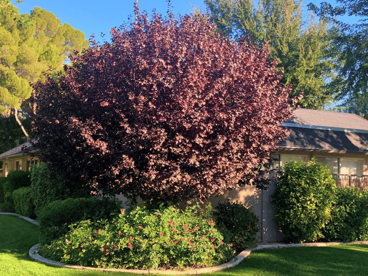 The 5 Best Fall Color Trees for Houston