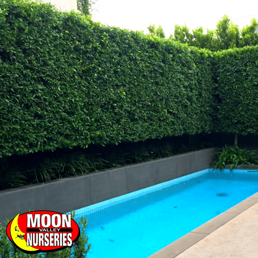 The Best Trees to Plant Around Pools in Arizona