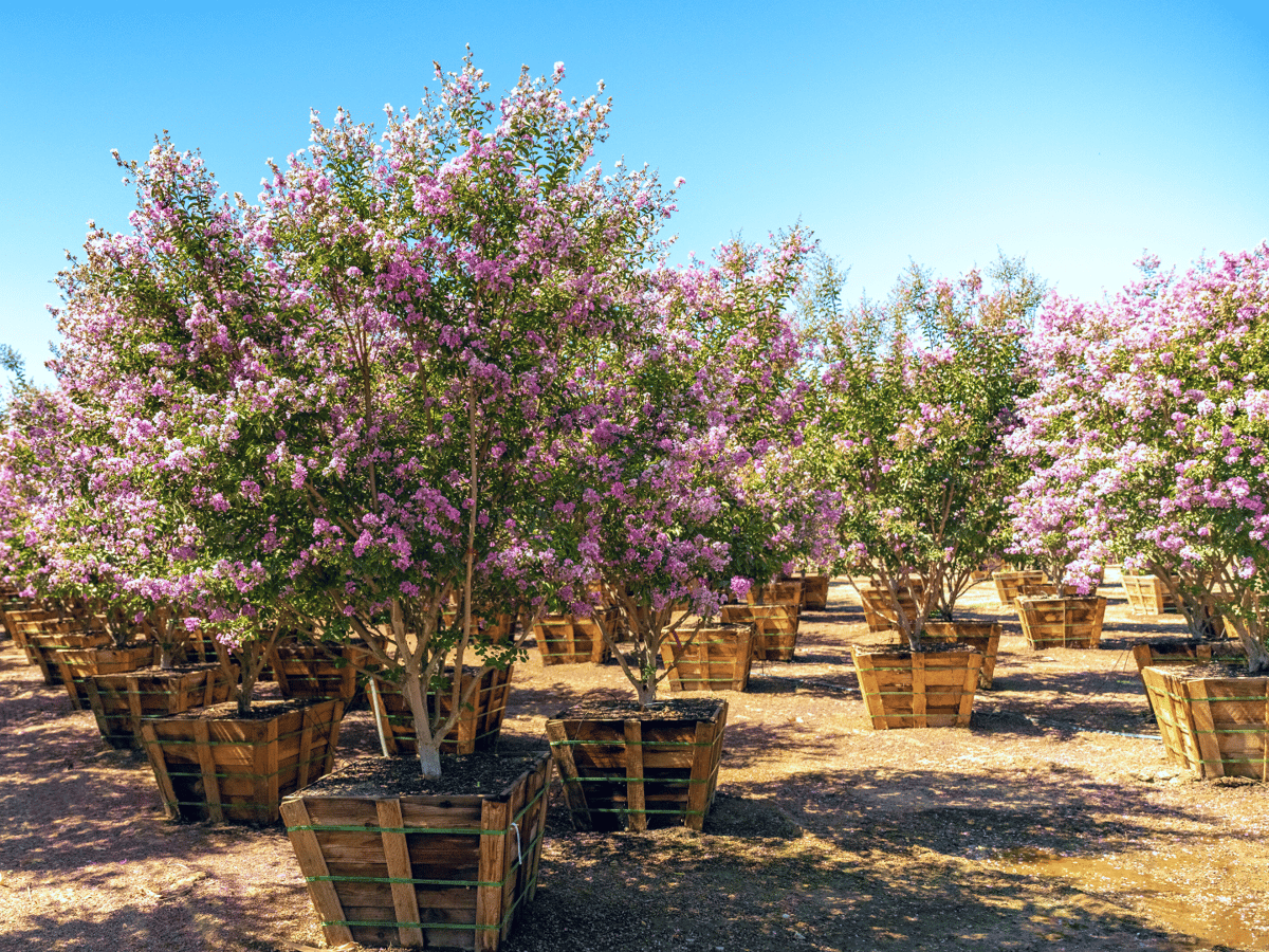 The 5 Best Fall Color Trees for Houston