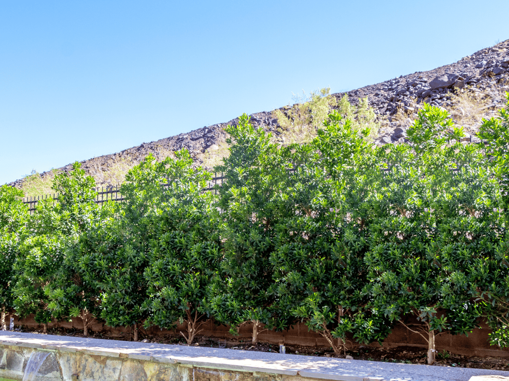 THE COMPLETE HOW-TO GUIDE ON DESIGNING YOUR PERFECT ARIZONA LANDSCAPE