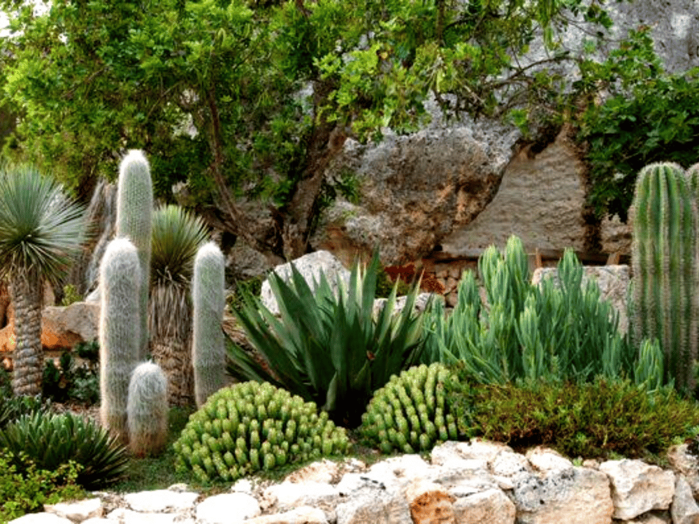 DEFENSIVE LANDSCAPING: 5 PLANTS TO DETER TRESPASSERS