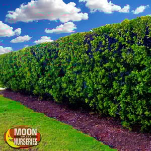 Privacy Hedges for the Woodlands Texas Area