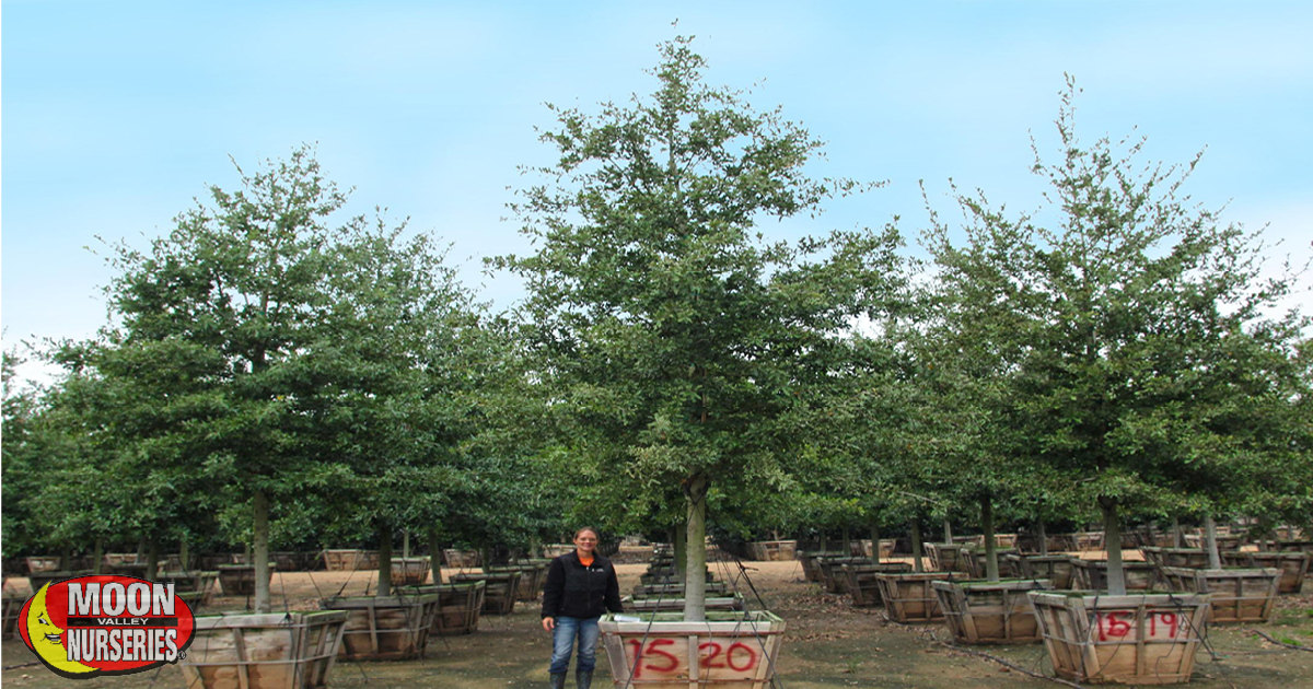 Benefits of Water Oak Trees in Texas