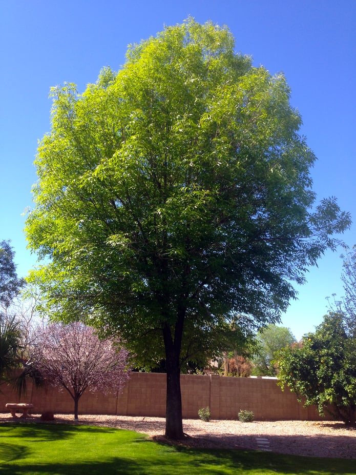 Landscape and Garden Tips for February