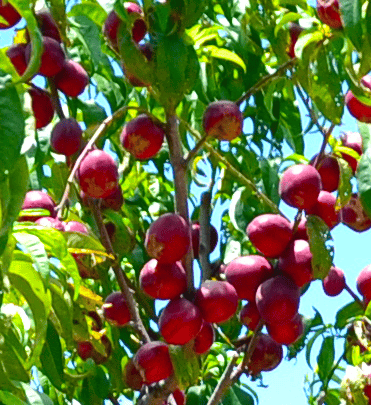 Quick Guide for Low Chill Fruit Trees