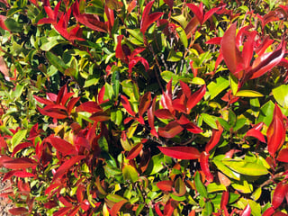 3 Best Trees and Shrubs to Plant Right Now