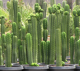 How to Xeriscape Your Yard with Cacti and Agave