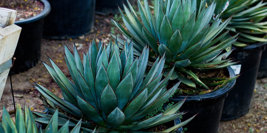Agave Health and Insecticides