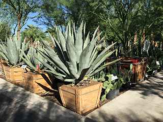 How to Xeriscape Your Yard with Cacti and Agave