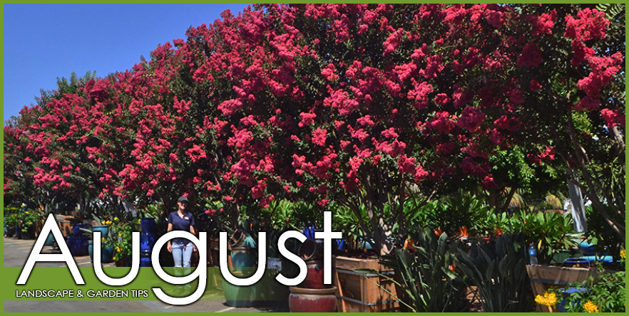 Landscape and Garden Tips for August