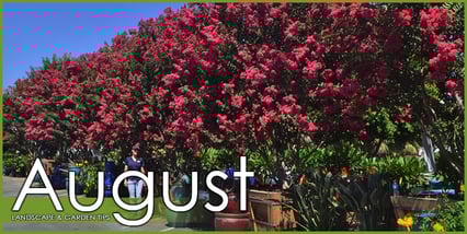 Landscape and Garden Tips for August