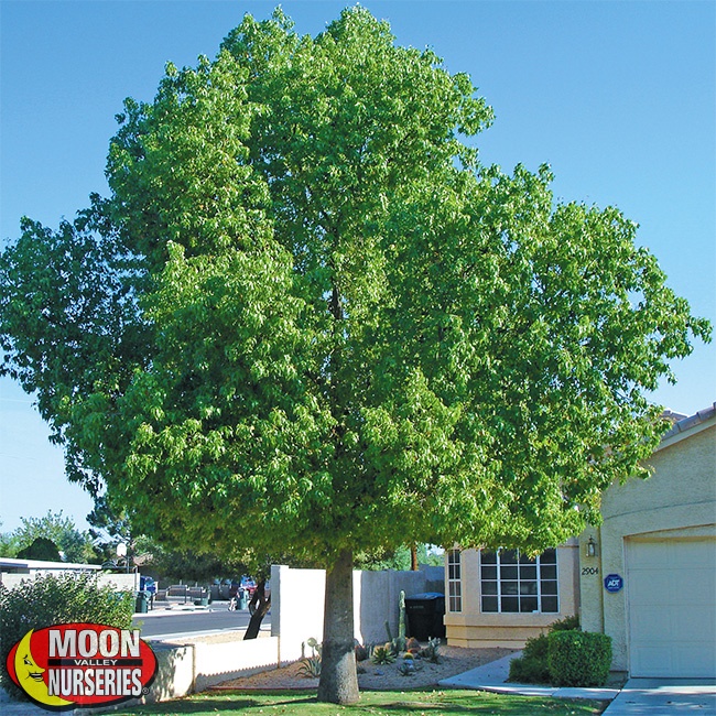 Best Evergreens for Summer in Las Vegas