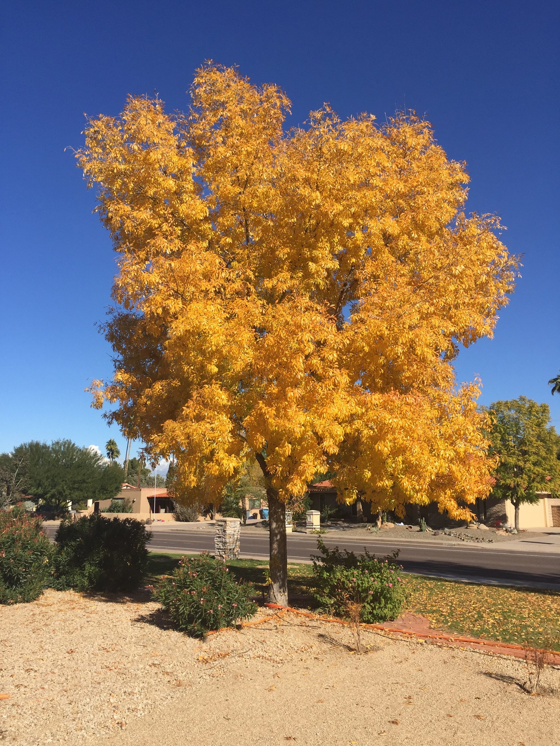 Best Fall Color Trees for Texas
