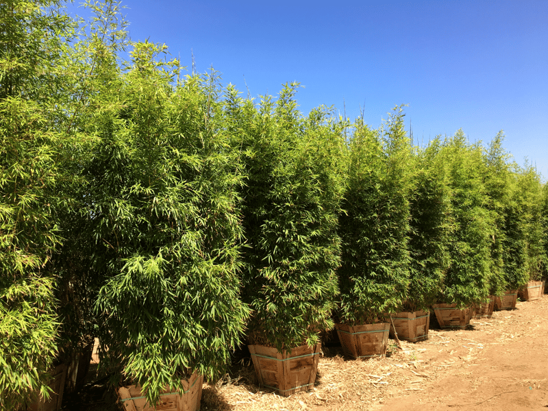 Top 10 Trees & Shrubs For A Privacy Hedge