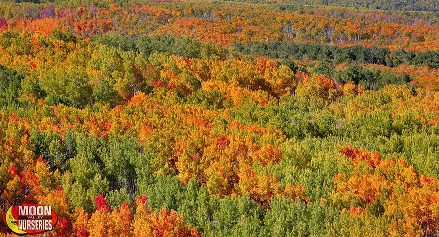 Fall Landscape Prep Guide