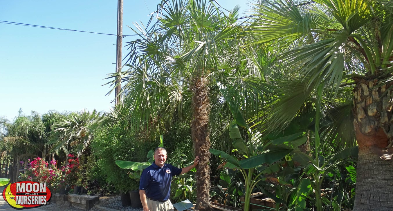 Top 5 palms for landscapes