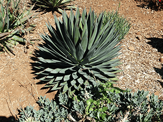 How to Xeriscape Your Yard with Cacti and Agave