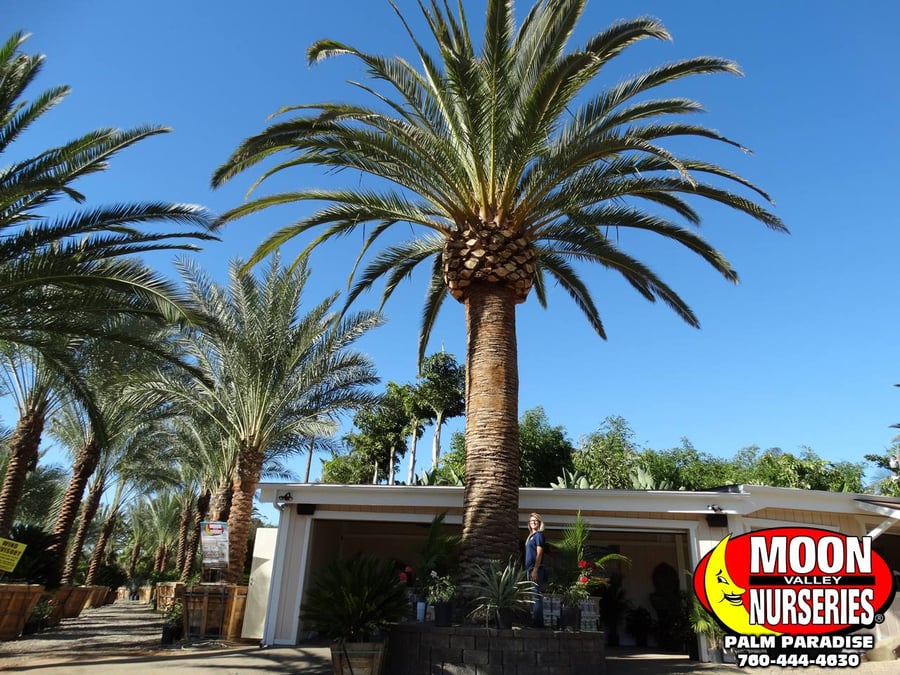 Types of Palms To Plant in spring