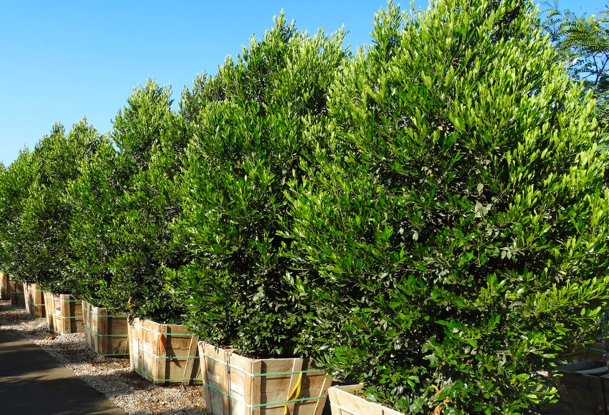 August Landscape & Garden Tips for Tennessee in 2023