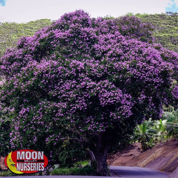 Crape Myrtle: Beautiful Flowering Trees for Summer!
