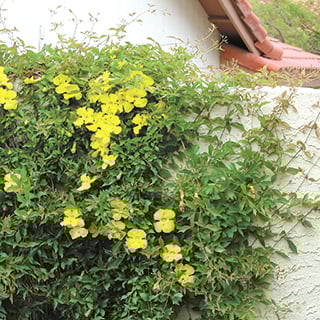 How to Find the Best Climbing Vines to Use in Our Landscape