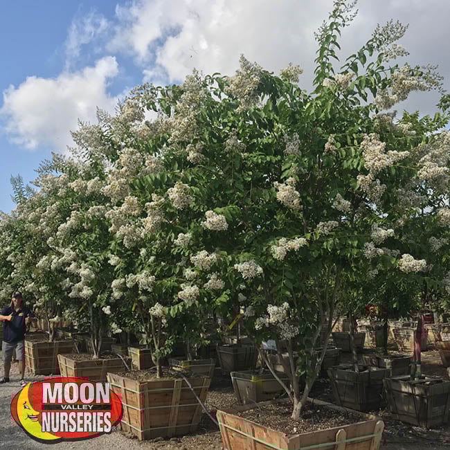 Top 5 Fall Flowering Trees and Plants in Arizona