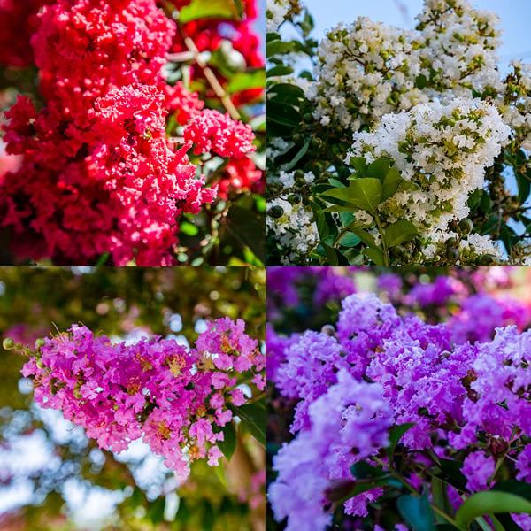 Crape Myrtle: Beautiful Flowering Trees for Summer!