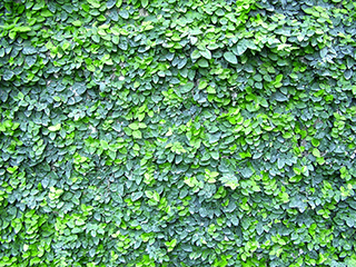 How to Find the Best Climbing Vines to Use in Our Landscape
