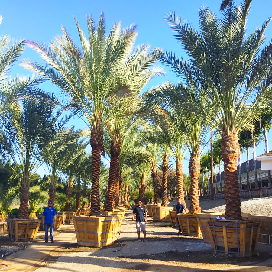 Types of Palms To Plant in spring